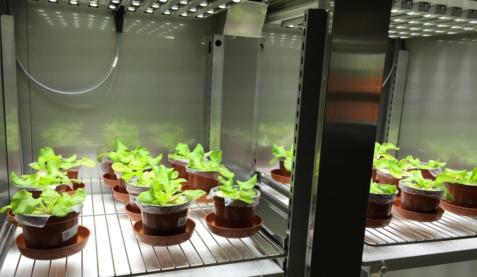 The cultivation of Arabidopsis thaliana - with Clitec climate chamber